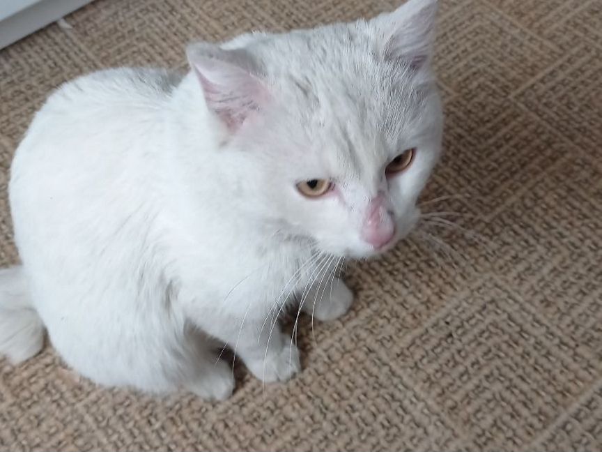 Найден кот