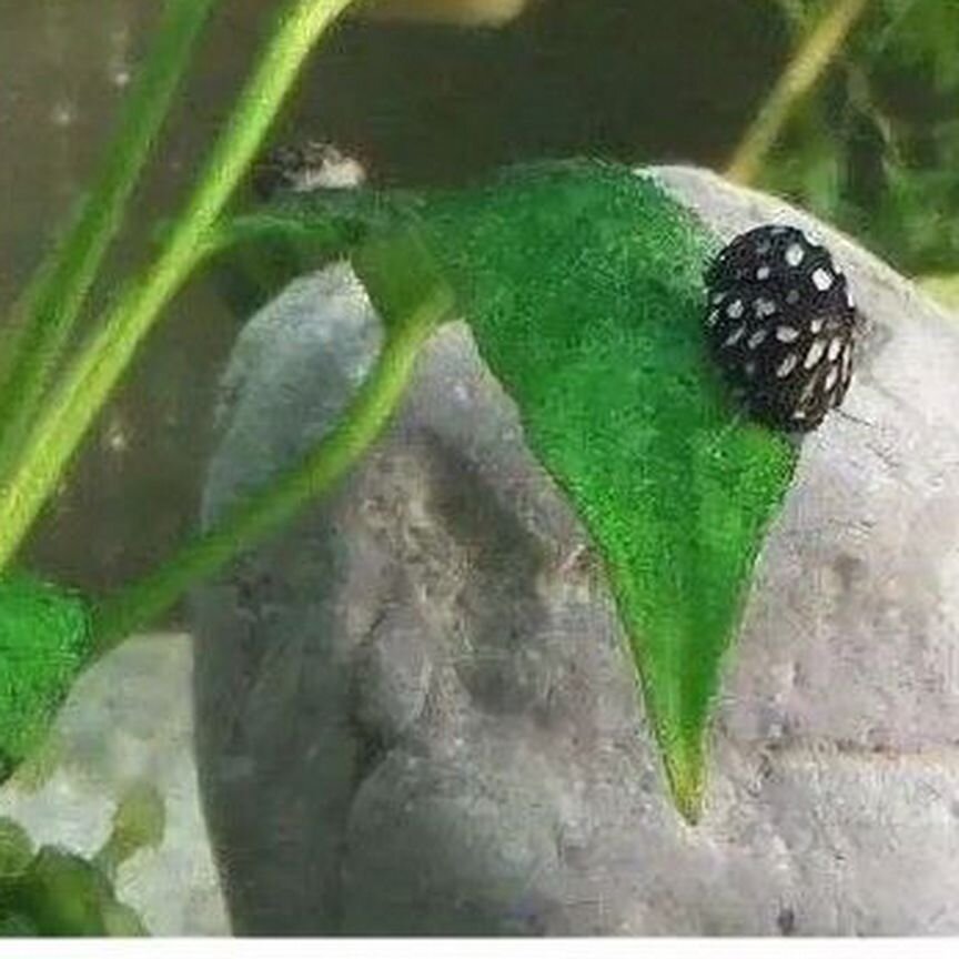 Теодоксус улитка