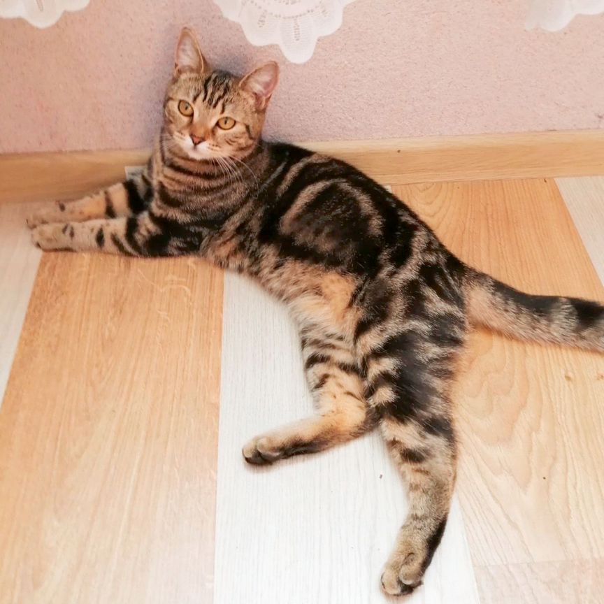 Кошечка в добрые руки