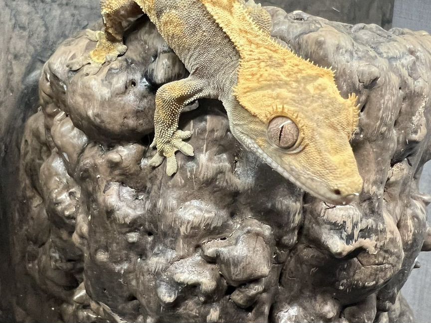 Реснитчатый бананоед