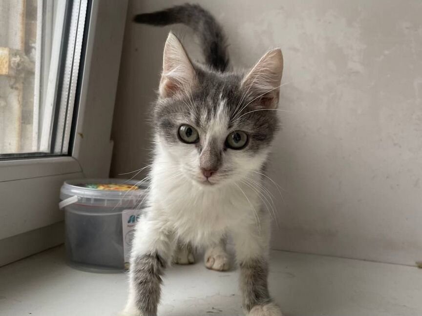 Котенок мальчик очень ищет дом