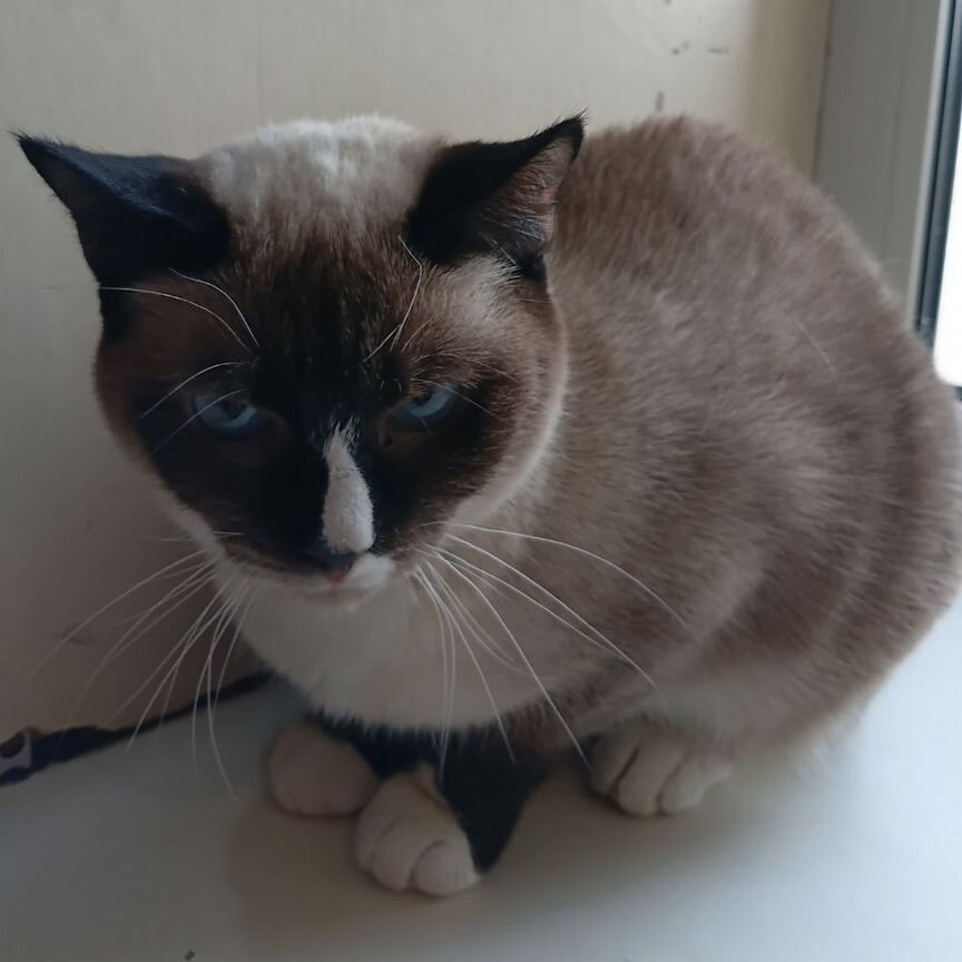Сиамская, взрослая кошка