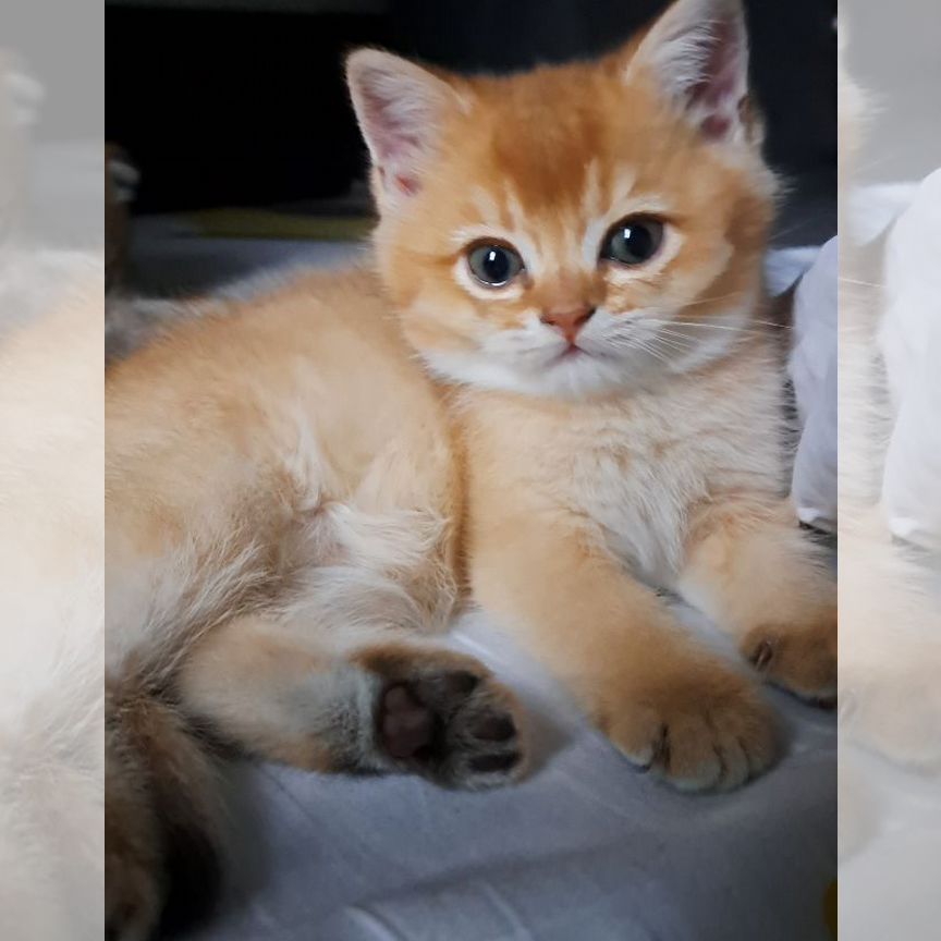 Шотландский вислоухий короткошёрстный котёнок