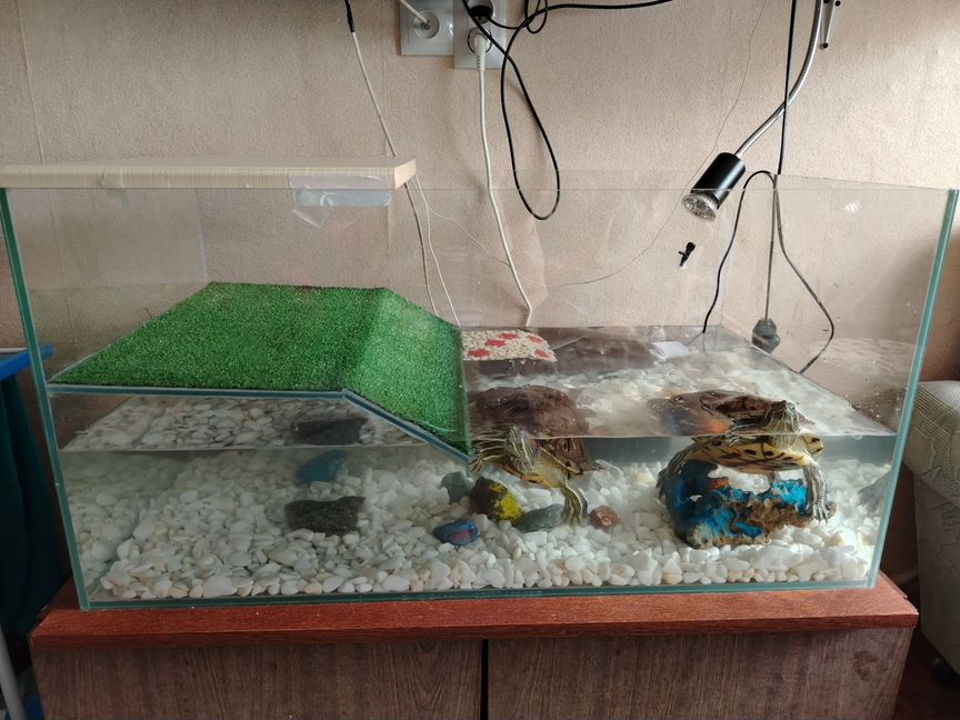 Террариум с красноухими черепахами