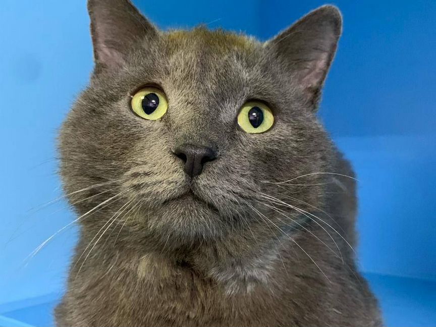 Метис русской голубой Лаврик.Завтра улица