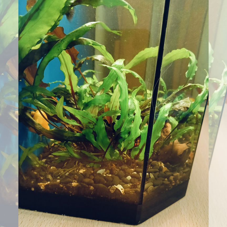 Растение для аквариума криптокорина