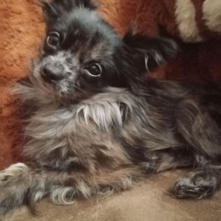 Супер мини малыш мерль