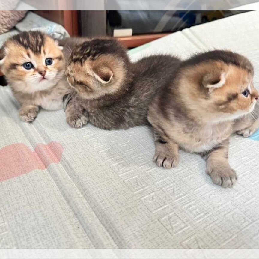 Шотландские вислоухие фолд и прямоухие котята