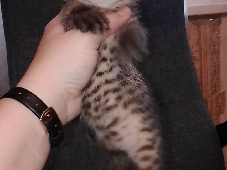 Кошки бесплатно