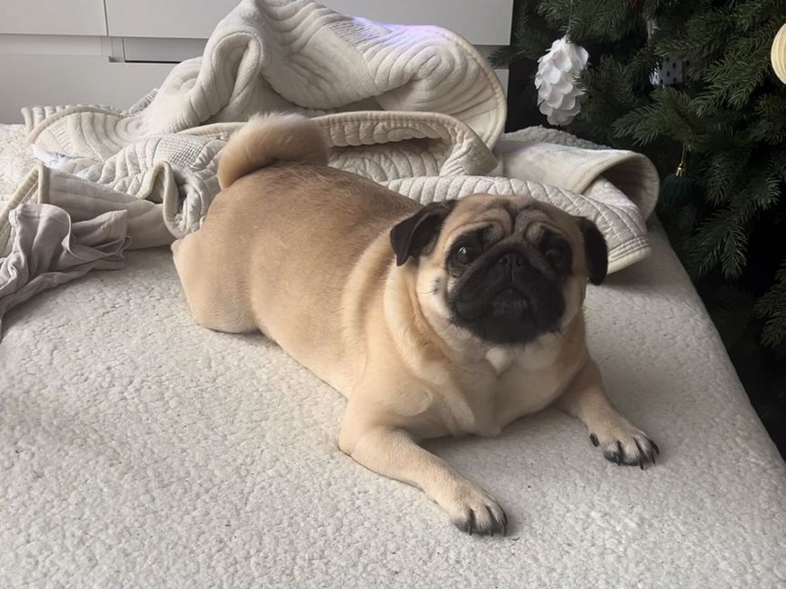 Мопс девочка