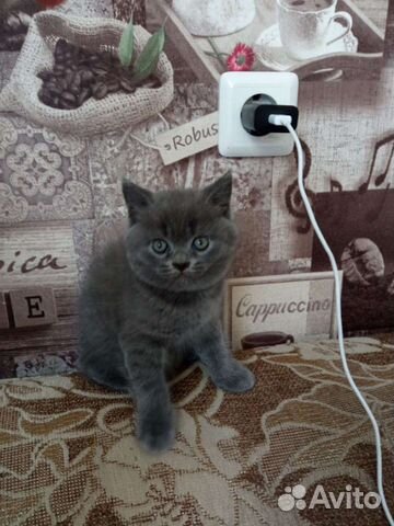Британская