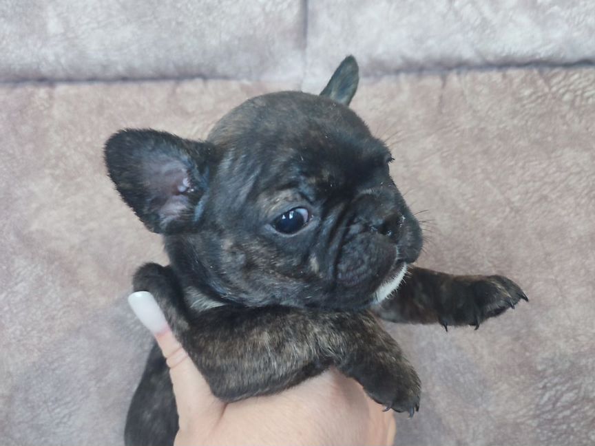 Французский бульдог, щенки