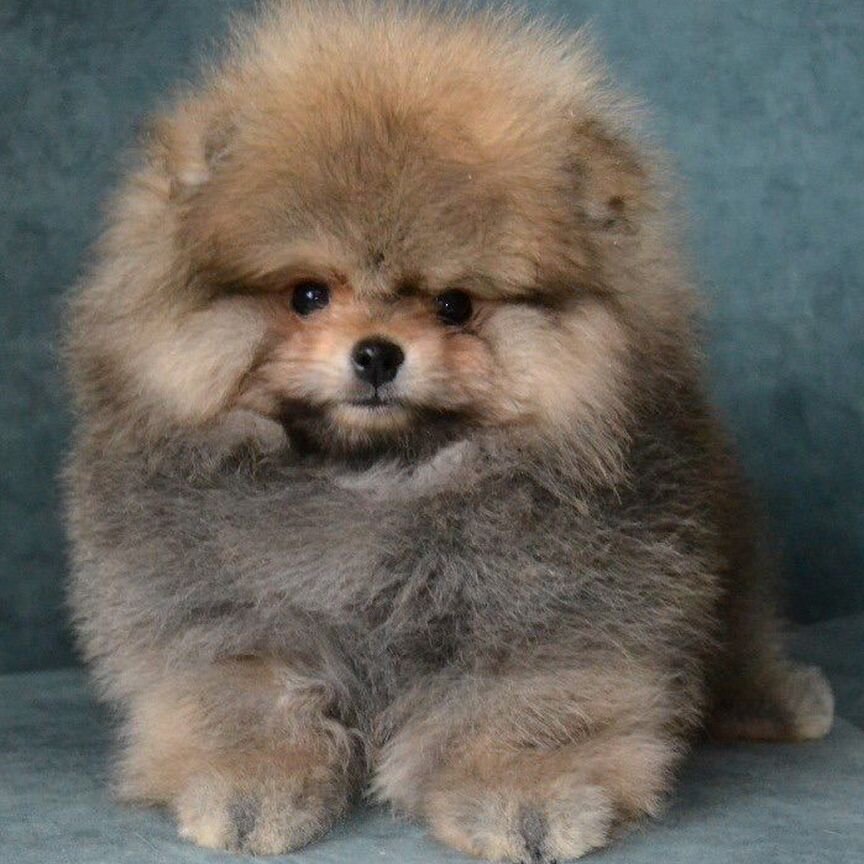 Померанский шпиц, щенок