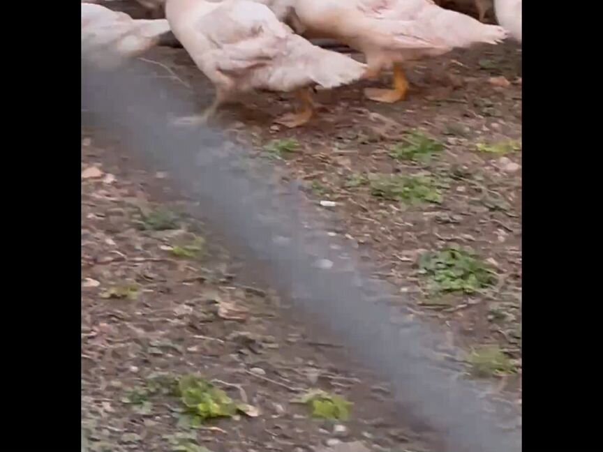 Продам мускустных уток, тяжелой линии