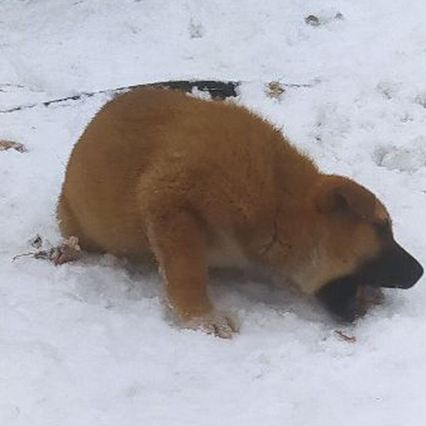 Английская овчарка, щенок