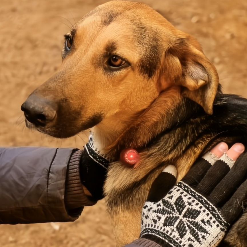 Взрослый пёс в добрые руки