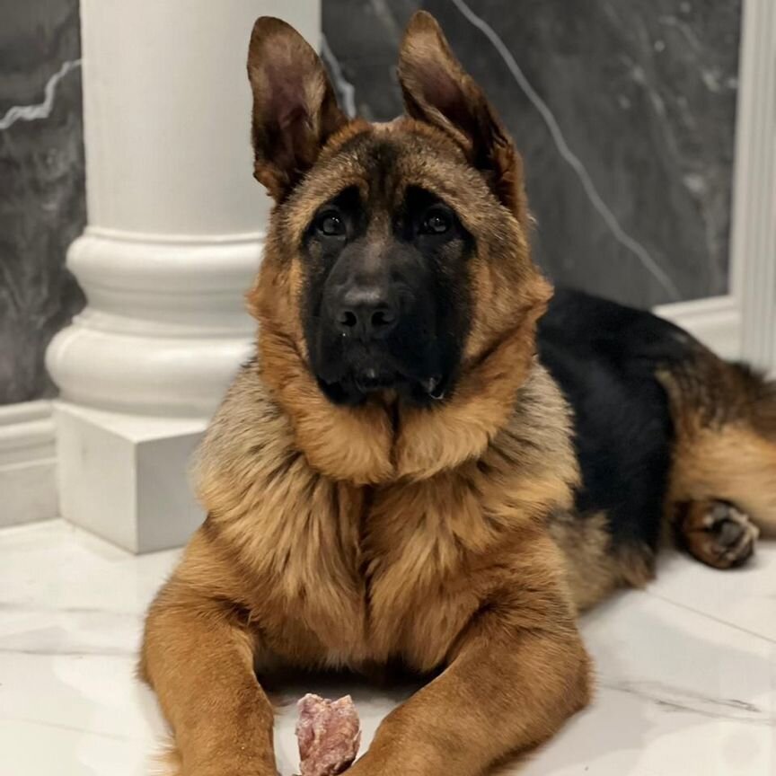 Щенок немецкой овчарки (девочка)