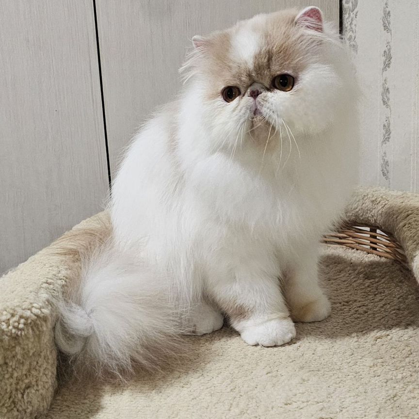 Персидский котик