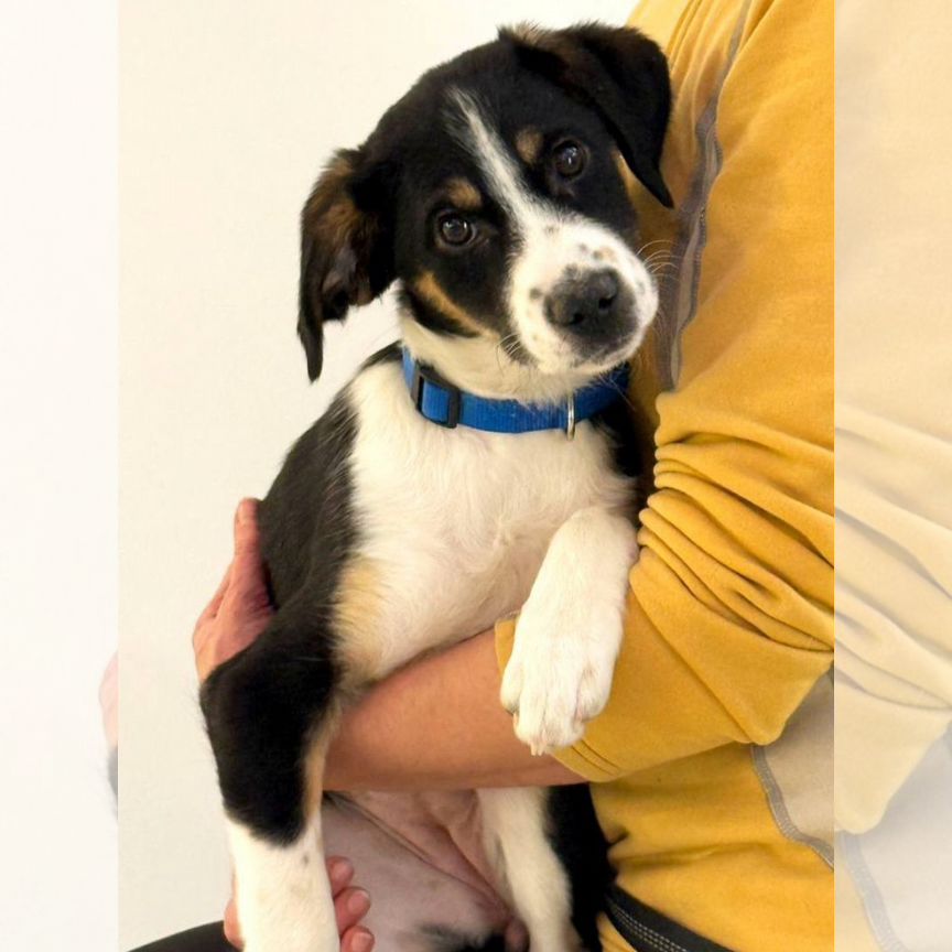 Щенок в добрые руки