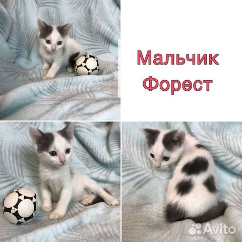 Котёнок (мальчик, 1.5 месяца) в дар