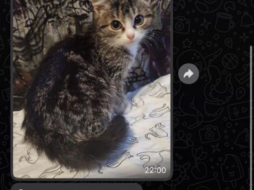 Помогите котятам найти родителей