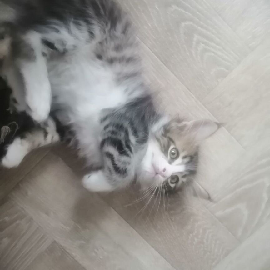 Котята в добрые руки бесплатно мальчик
