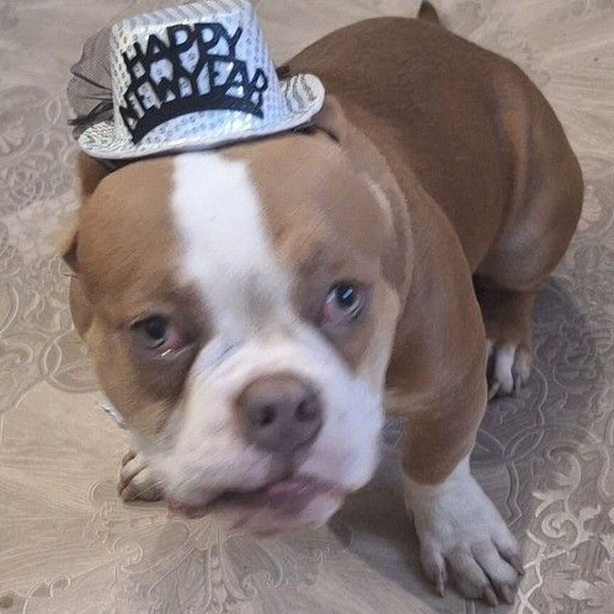 Американский булли, щенок