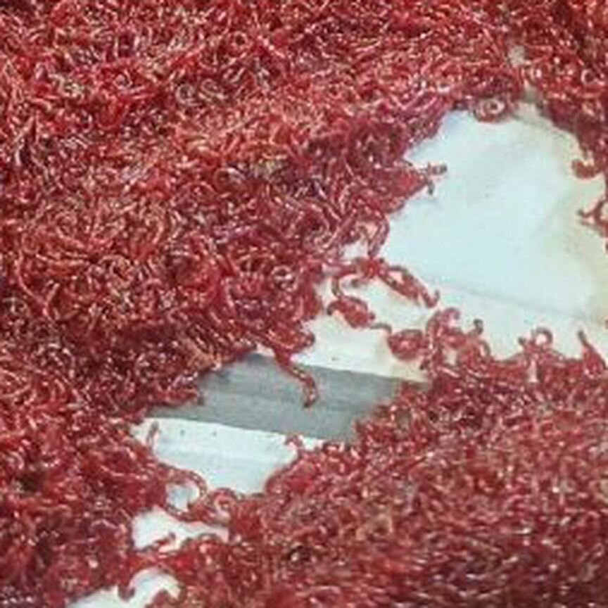 Мотыль кормовой