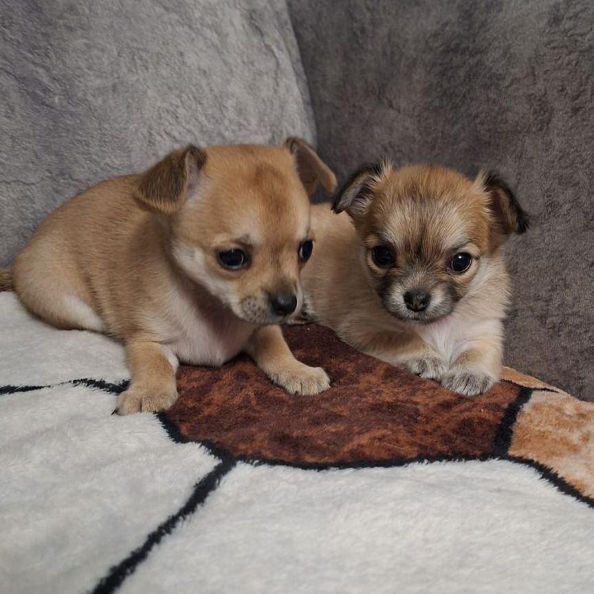 Чихуахуа, щенок