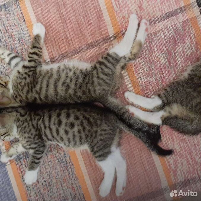 Котята (метисы бенгальской)