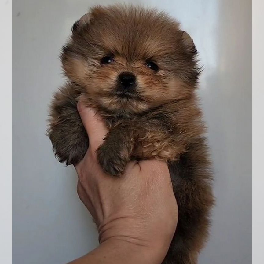 Померанский шпиц, щенок