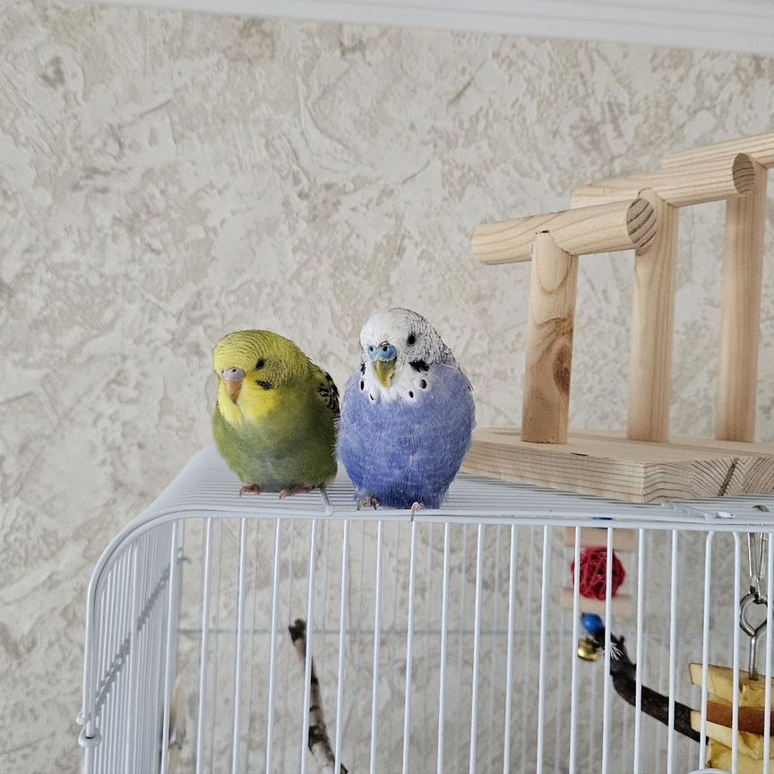Волнистый попугай пара с клеткой