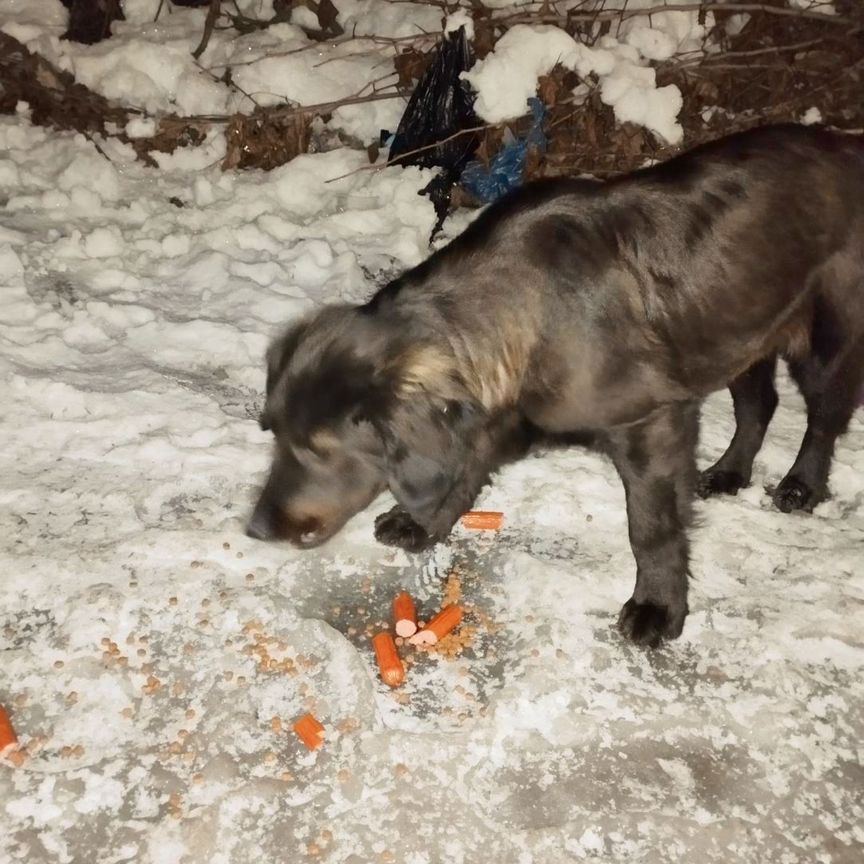 Обнаружена собака