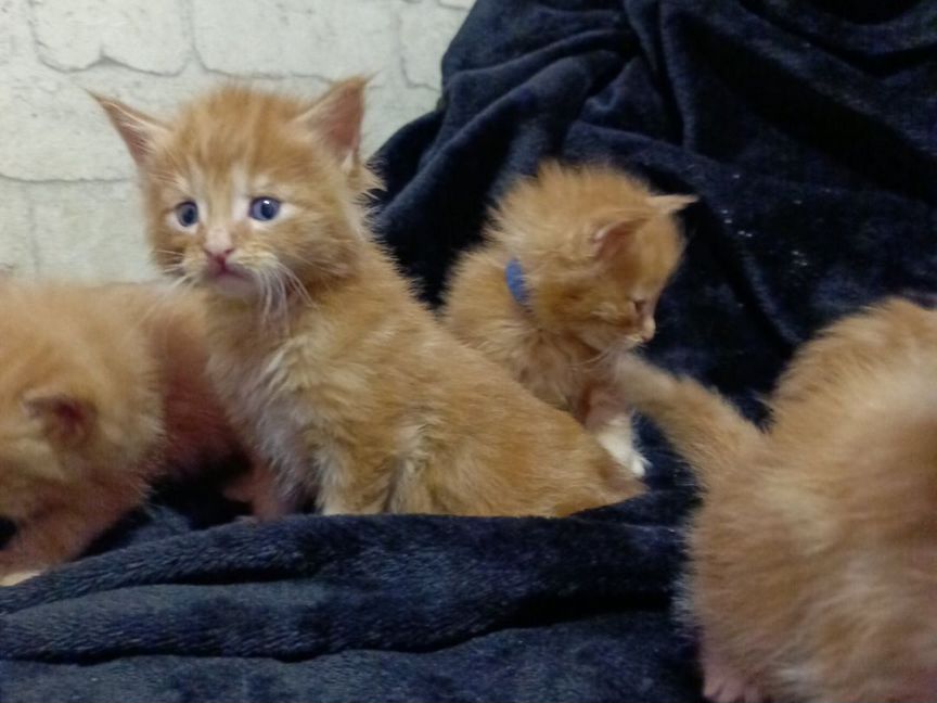 Котята мейн-кун