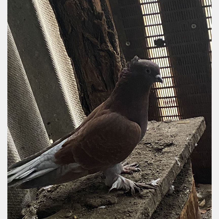 Голуби Андижанские 2 самца этого года