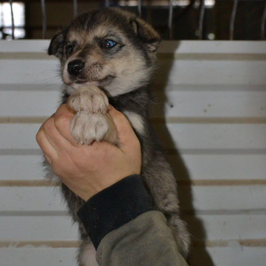 Щенки в отлове