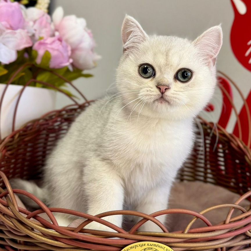 Британская шиншилла