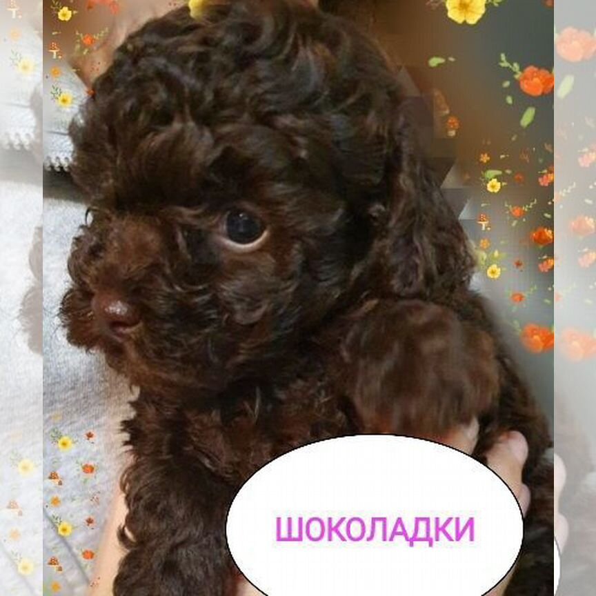 Той-пудель, щенок