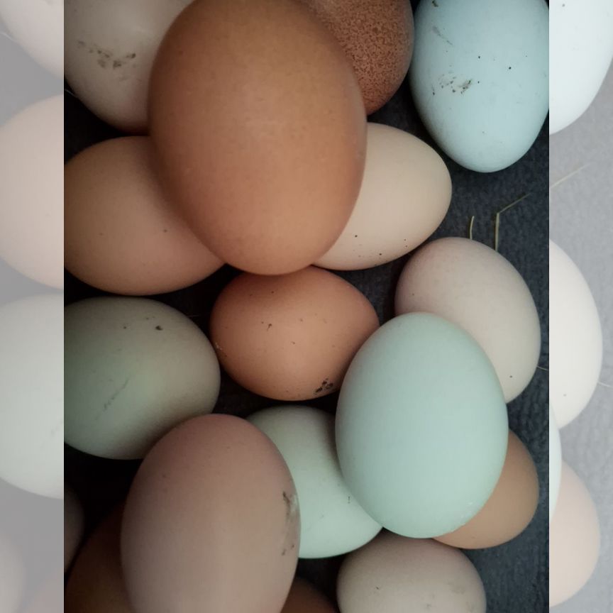 Продам инкубационное яйцо