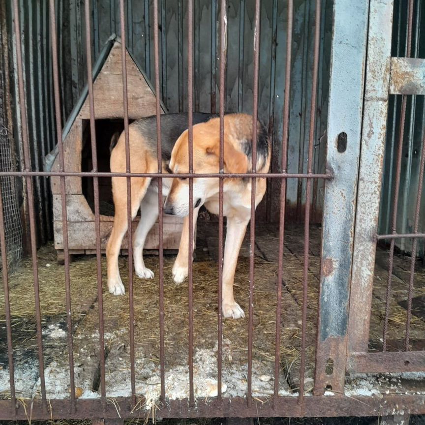 Русская гончая