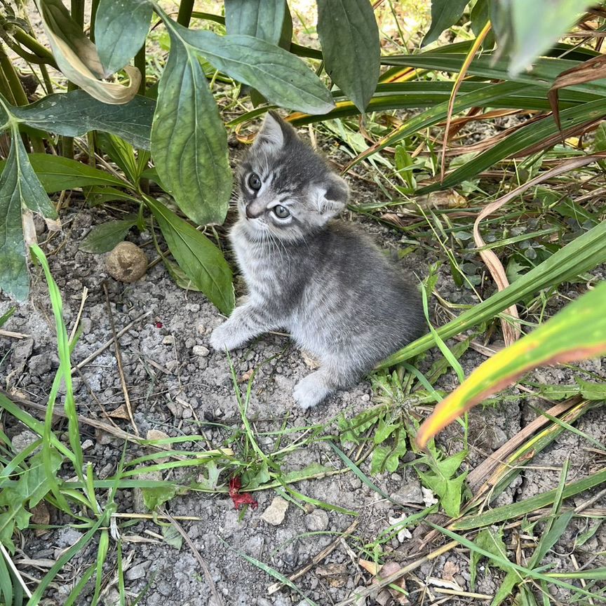 Котята в добрые руки