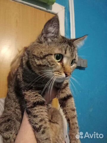 Кот
