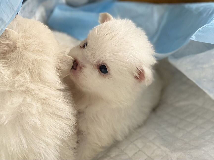 Щенки шпица мини мишка