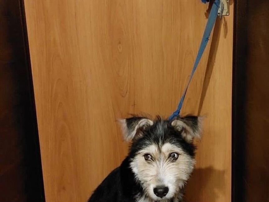 Щенок в добрые руки бесплатно