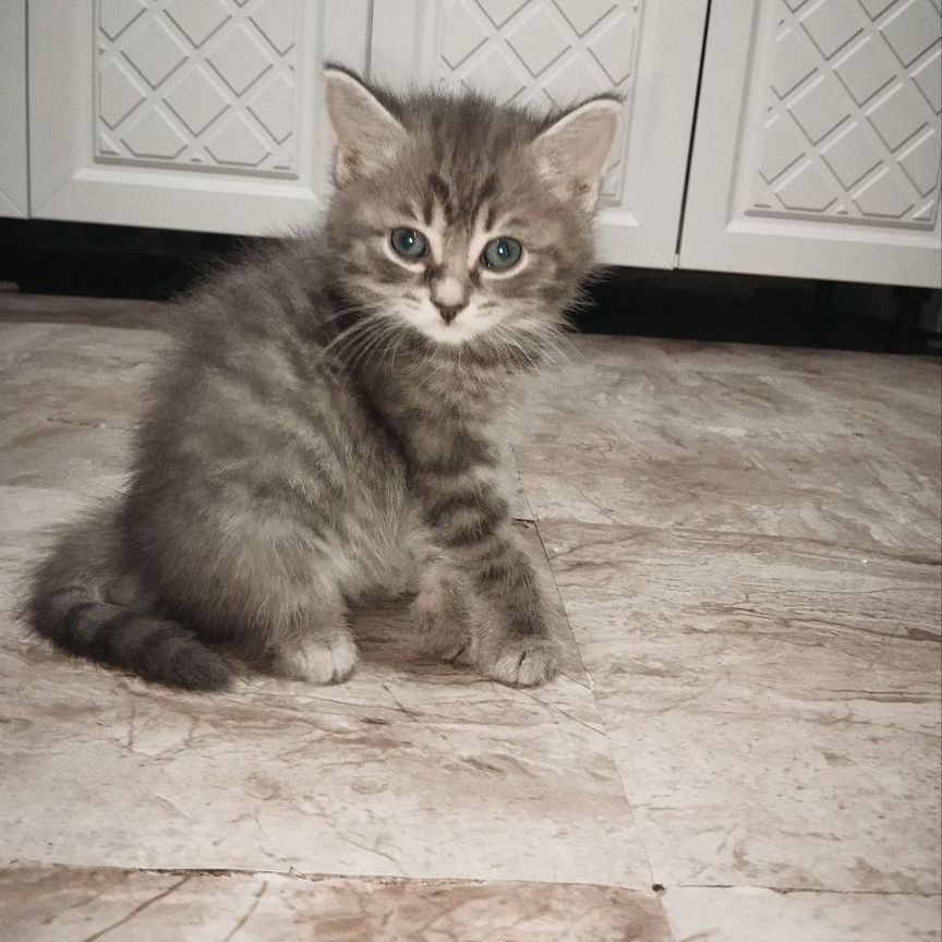 Вислоухие котята