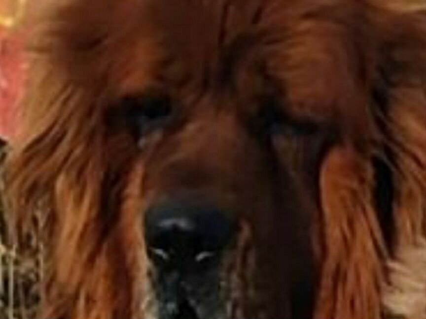 Мастиф щенки