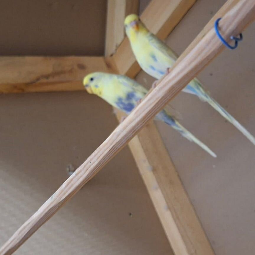 Волнистый попугай