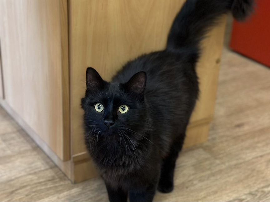 Котик 6 месяцев