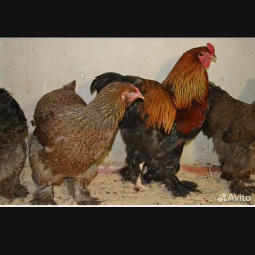 Брама семья куропатчитых 1 2