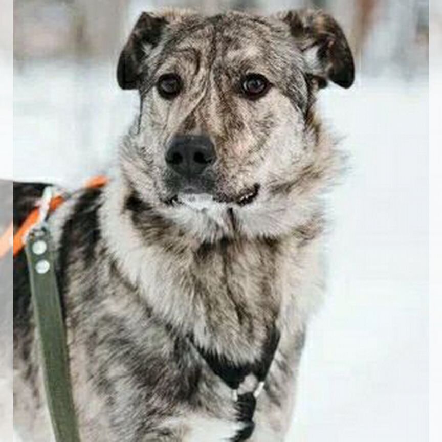 Взрослая собака в добрые руки